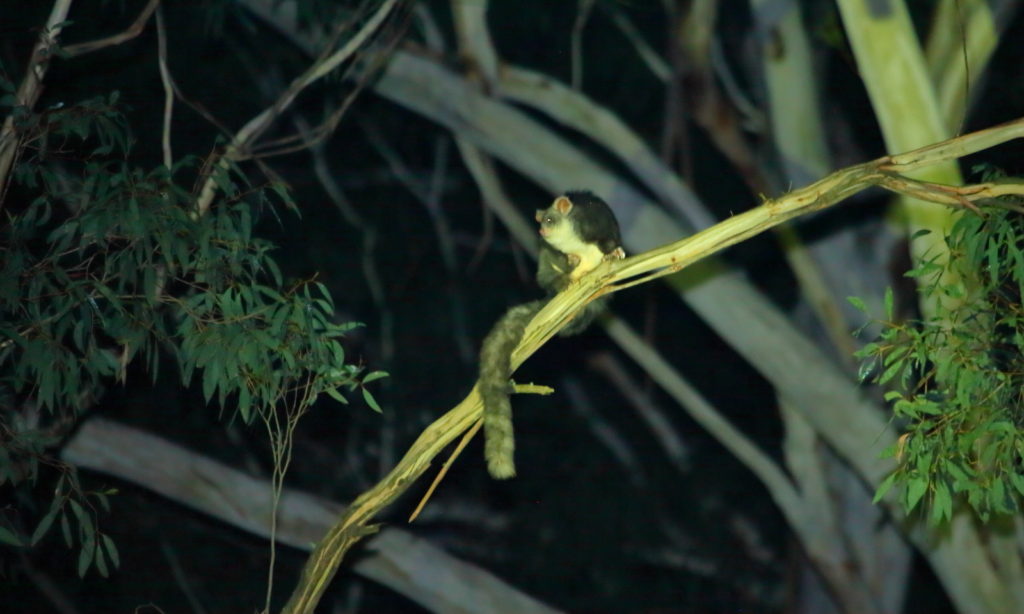 A Walk in the Wombat Forest – Insights on Nature